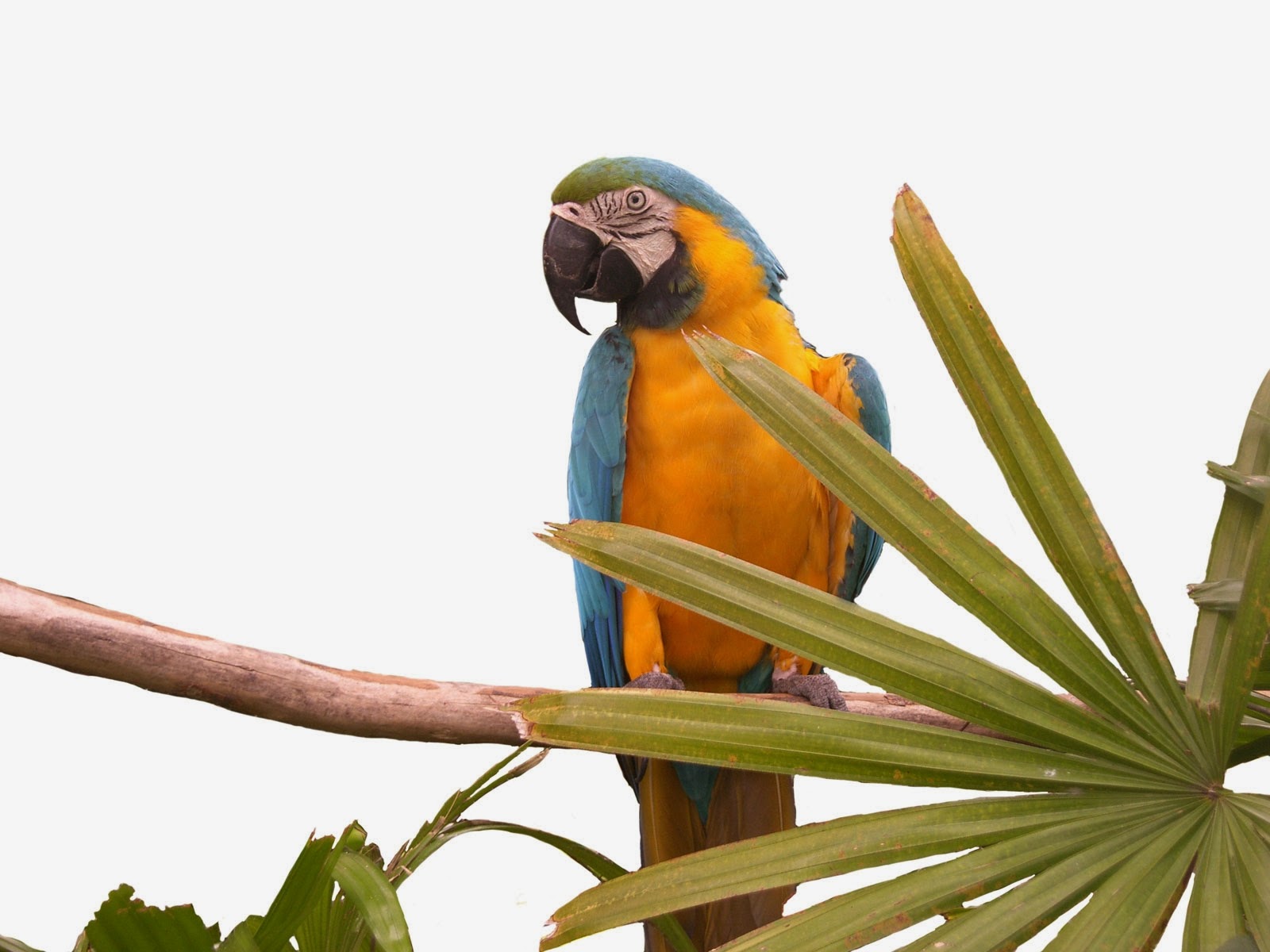 Tus Mejores Imagenes: imagenes de pericos