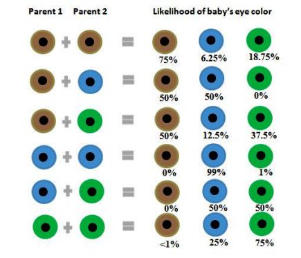 Le guide parfait pour savoir quelle couleur auront les yeux de vos ...