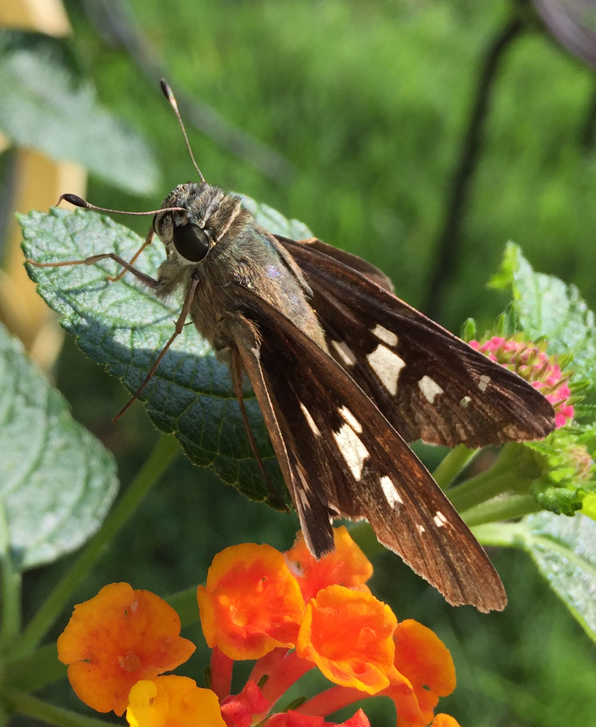 Dances With Ants - The Adventures of a Suburban Naturalist