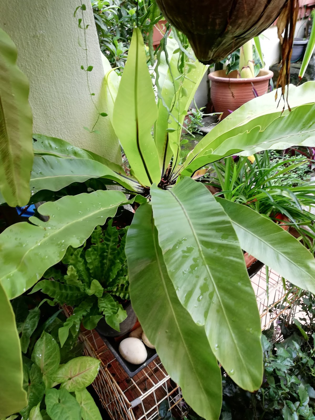 Garden Chronicles of James David: How to Grow & Care Bird Nest Fern
