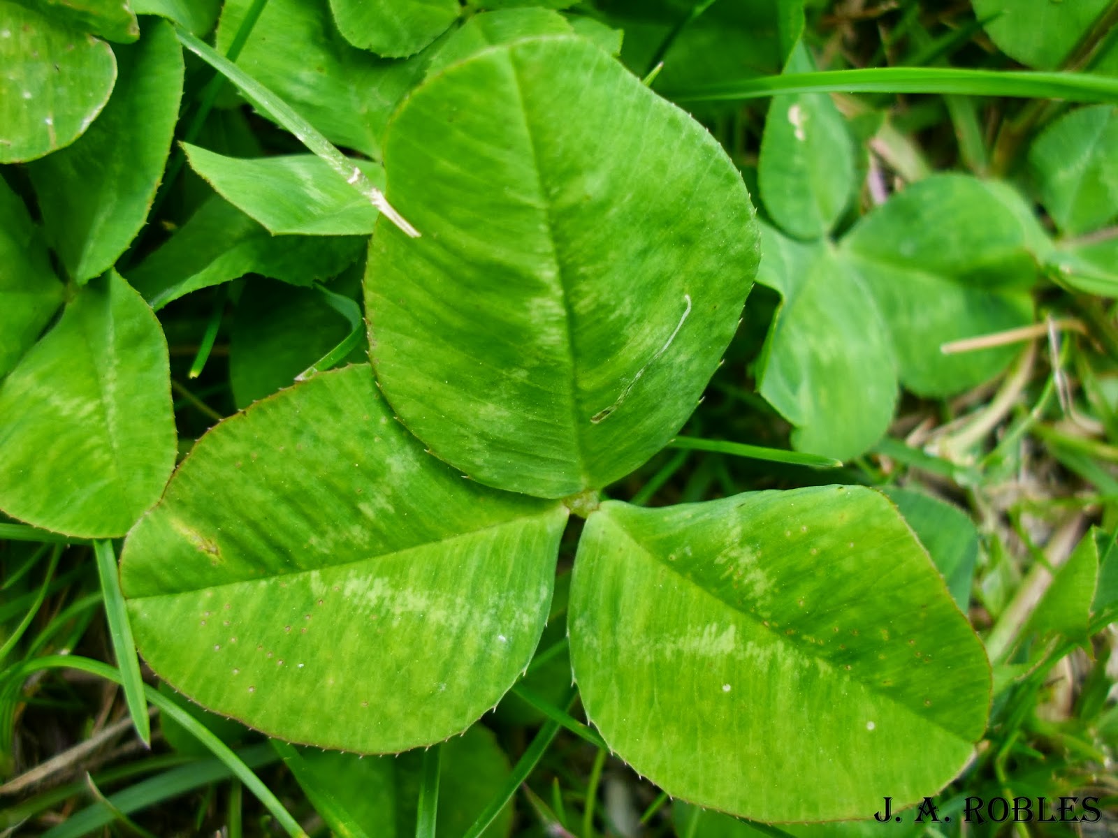 Silencio verde, la vida...: Trifolium repens (Trebol blanco, trebol ...