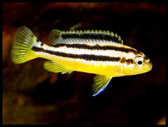 Ikan Niasa (Pseudtropheus Auratus) - Akuarium Ikan Hias