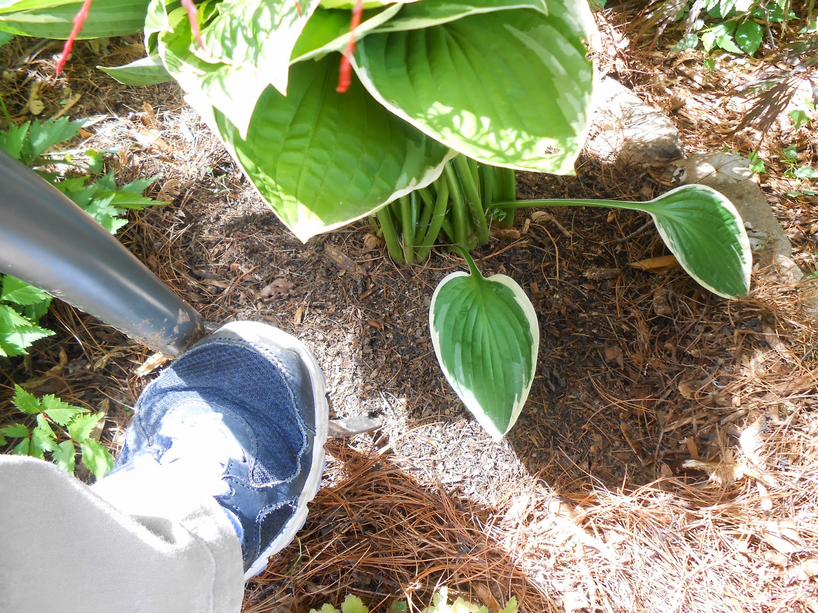 Sproutsandstuff: Moving a Leafed Out Hosta with the Help of a Belt and ...