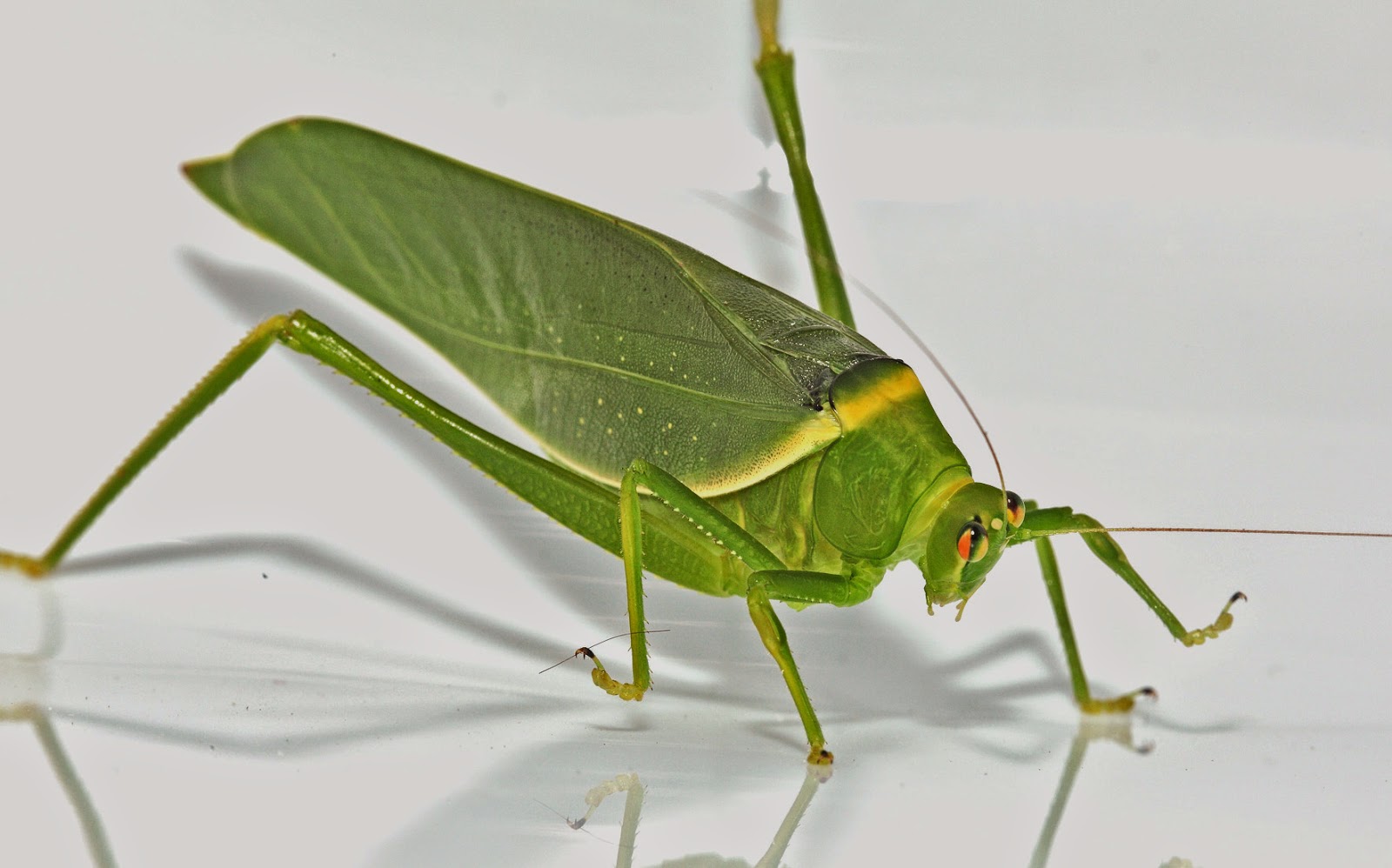 BunyipCo: April 2014