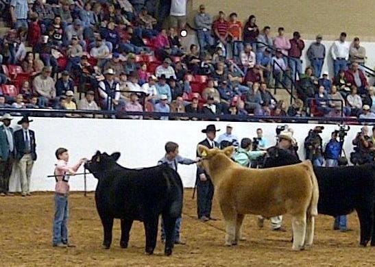 Lautner Farms: Grand Champion Steer at 2012 Fort Worth Stock Show ...