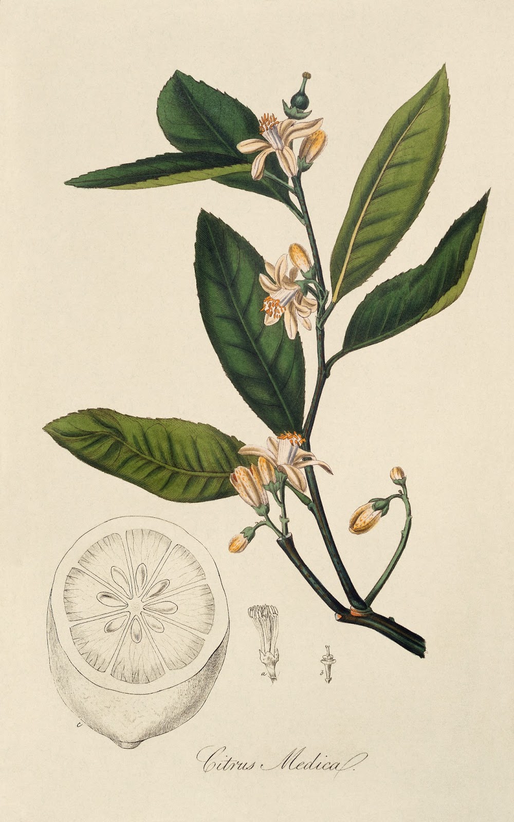 Elenor's Island: Illustration: Botanical Inspiration