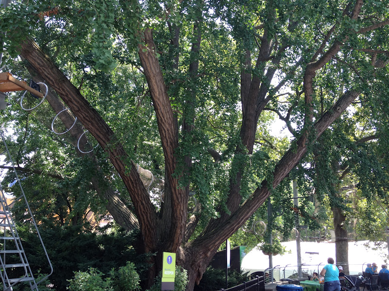 PHILLY TREES: THE SASQUATCH TREE