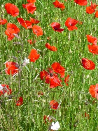 Coquelicot - Nature et complicités