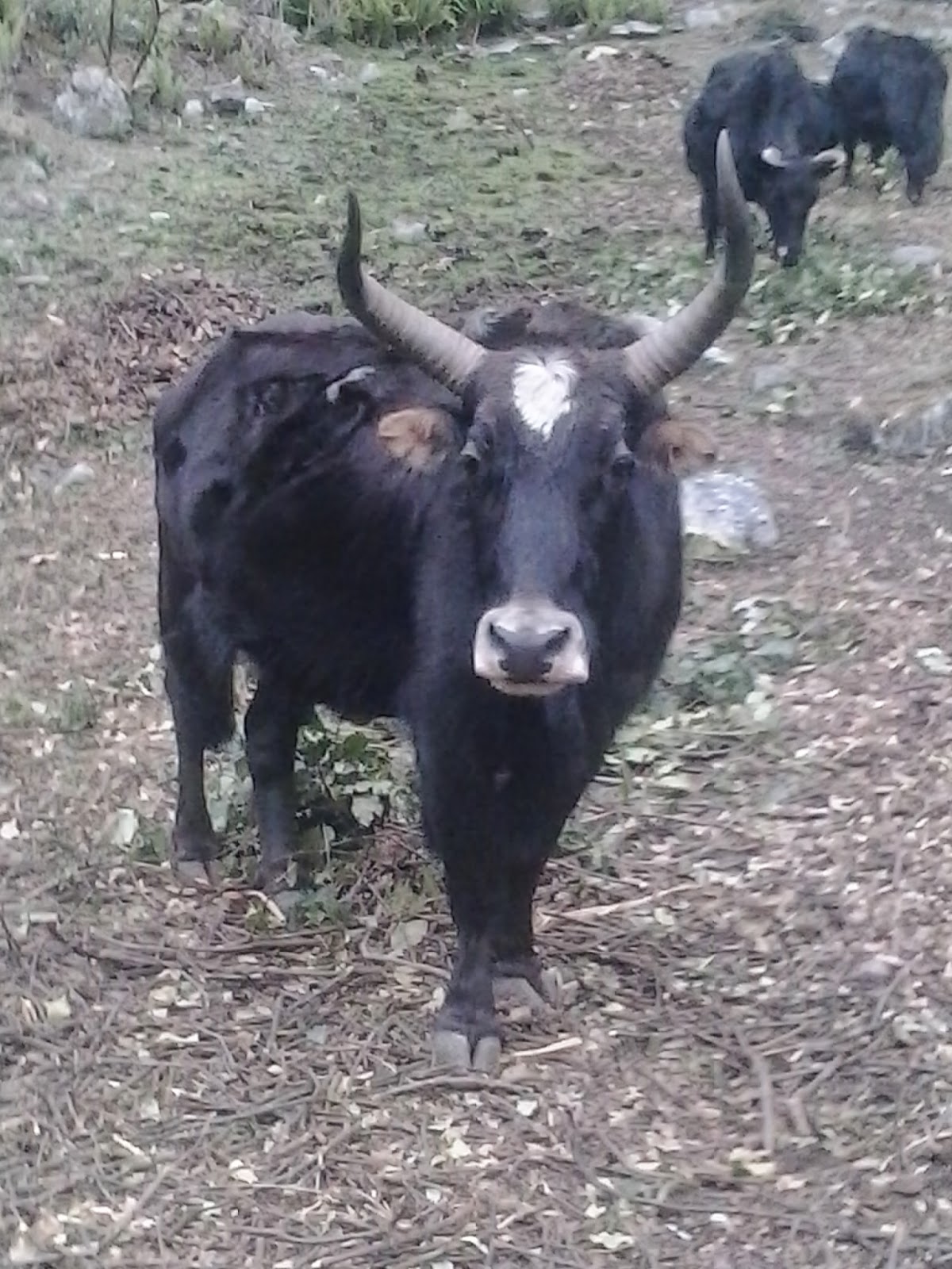 Worldtibetarts: Chauri Gai (cow)