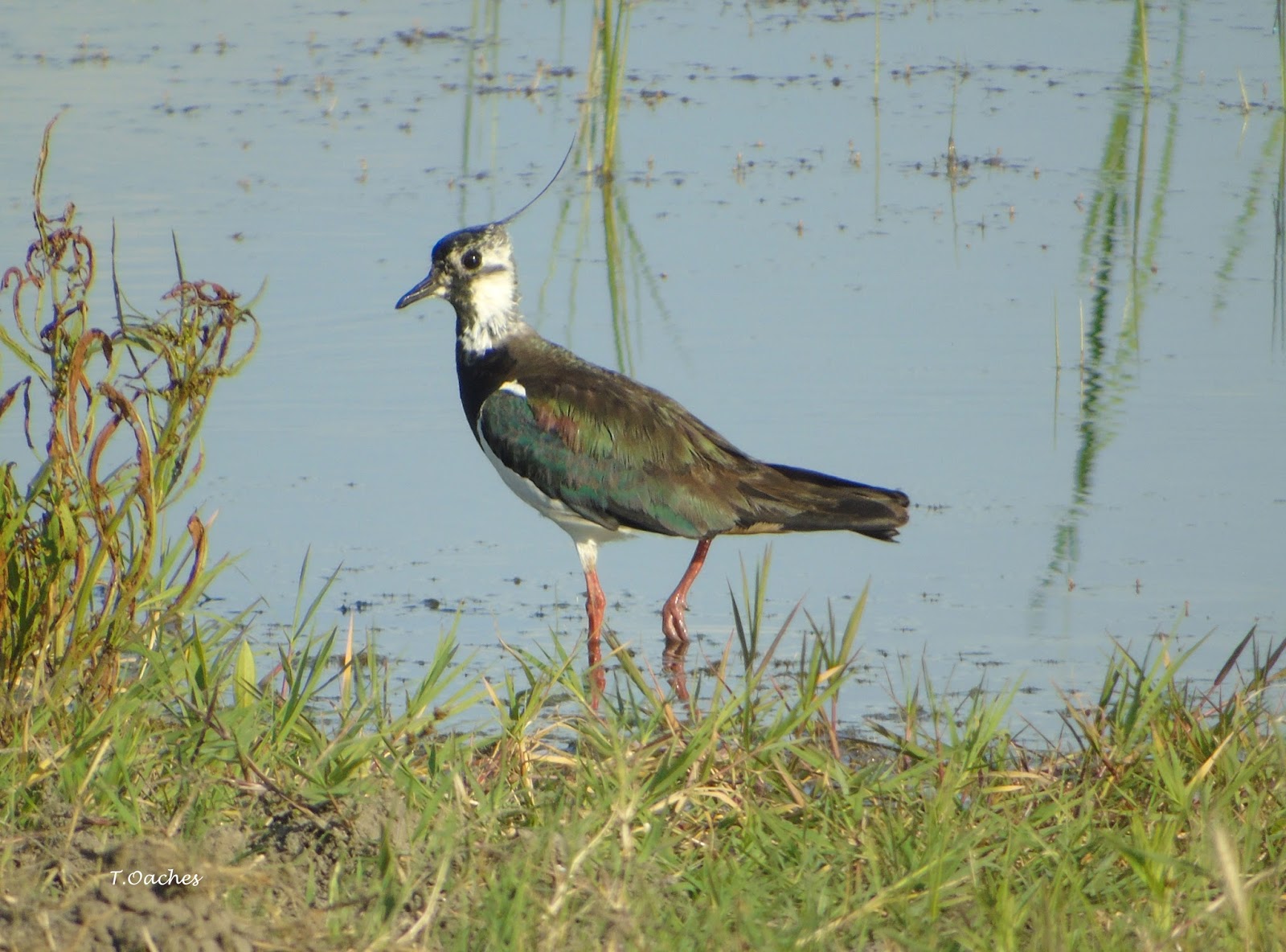 PASARI DIN ROMANIA: NAGAT, Vanellus vanellus