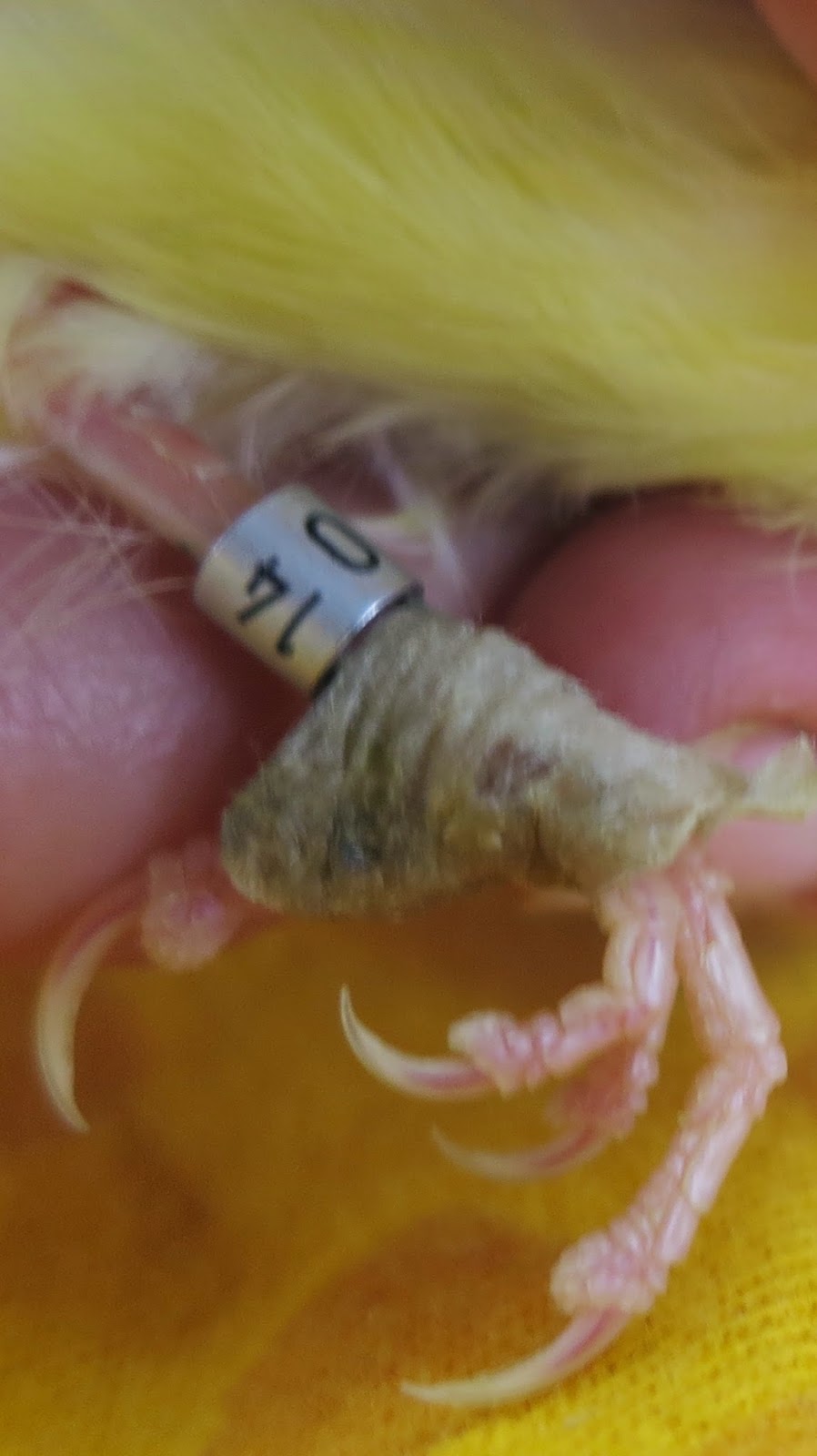 Canary Tales: Troubleshooting Youngsters - Part 3 - Undershot "Slipped ...