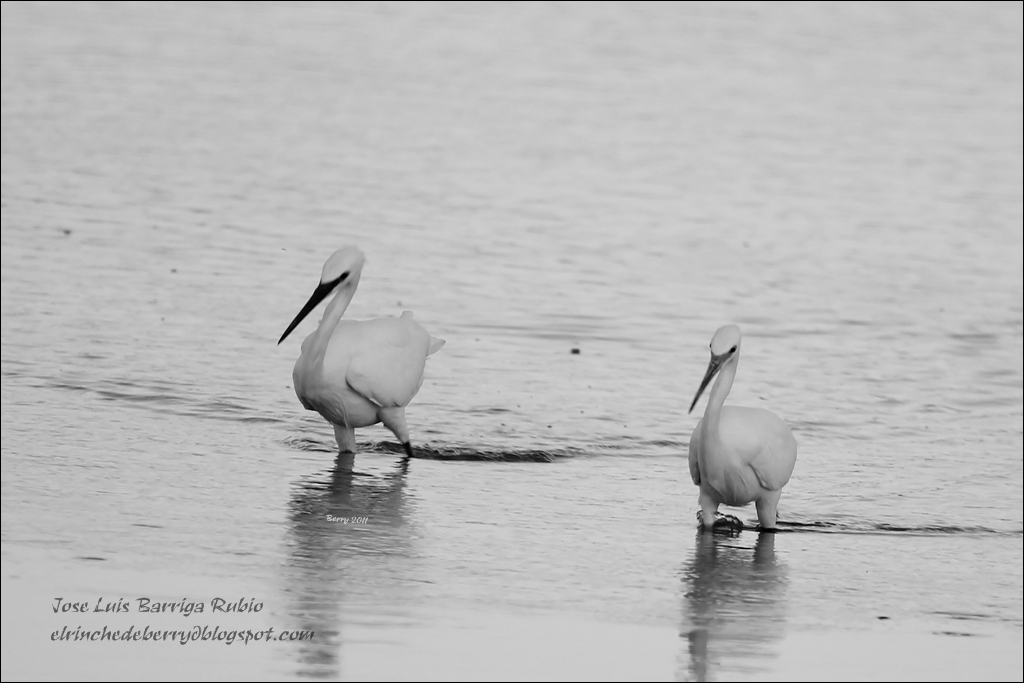 El Rinche de Berry : Fotos de Aves