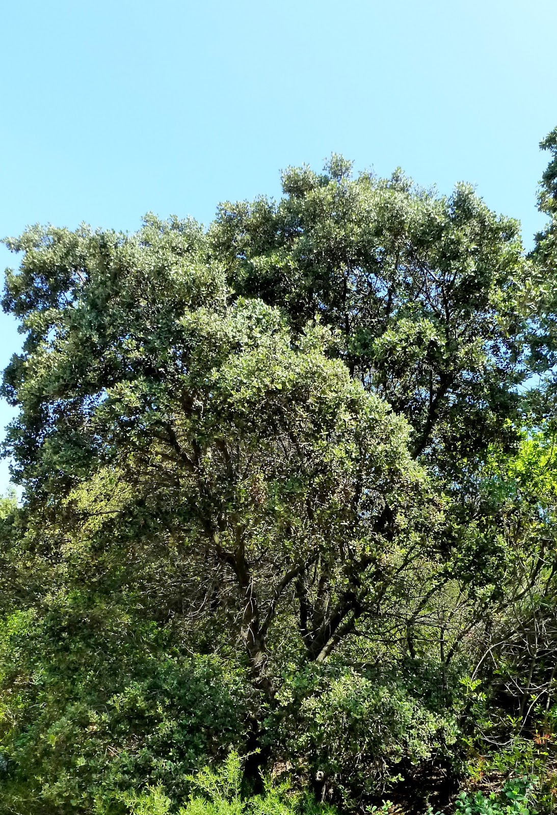 Árboles con alma: Encina "carrasca". (Quercus ilex subsp ballota ó ...