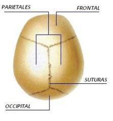 Las articulaciones fijas o sinartrosis | El Cuerpo Humano