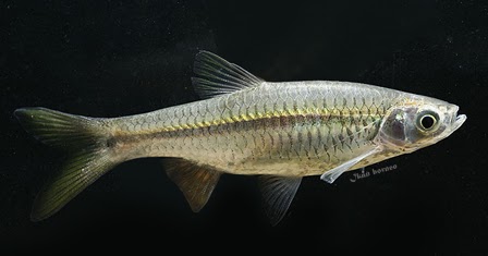 memancing ikan ikan Seluang Kalimantan ~ Welcome To My Blog