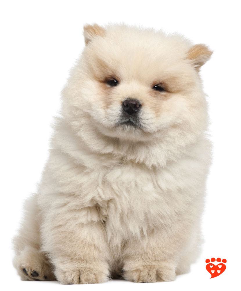 Make Your Dog Happy: Puppy Class! - My Pets