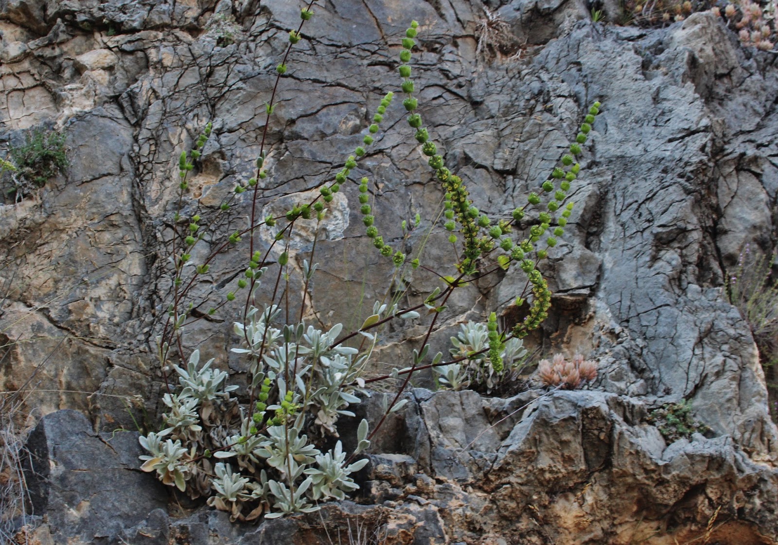 Biodiversity of Cyprus by NGO Protection of the Natural Heritage and ...