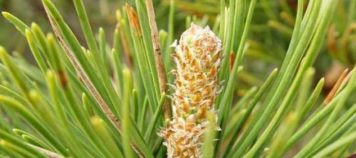 Vanaema loodusravi - Männikasvud - Kodused lood