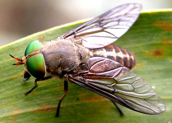 Horsefly - Insects Morphology
