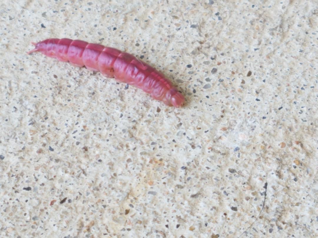 i've been meaning to pick up - Melanie's Family Blog