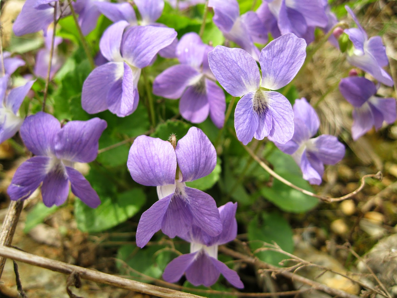 Katia au pays des merveilles: Sirop de violette / Violet syrup