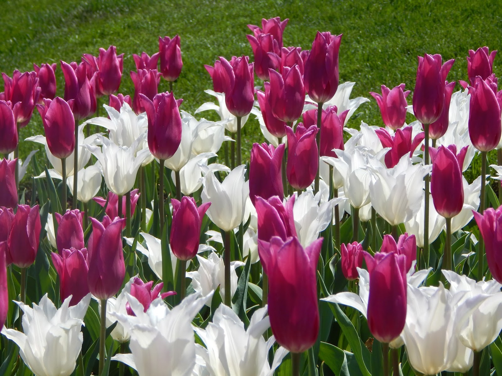 Beyond The Garden Gate: It's all about the tulips!