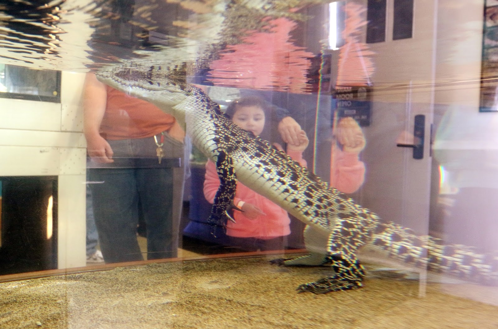 Mark Kodiak Ukena: Croctoberfest at the Wildlife Discovery Center