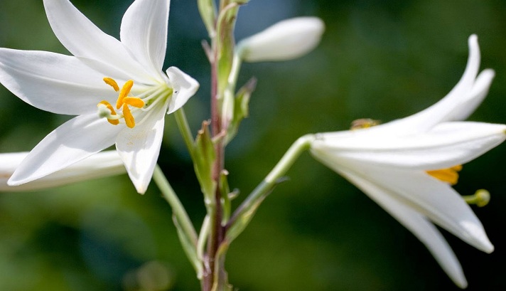 Arti Bunga Lily Putih dan Bunga Lily Lain, Berdasarkan Warnanya