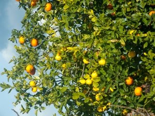 Food: Fruit Cocktail Tree (I want one...)