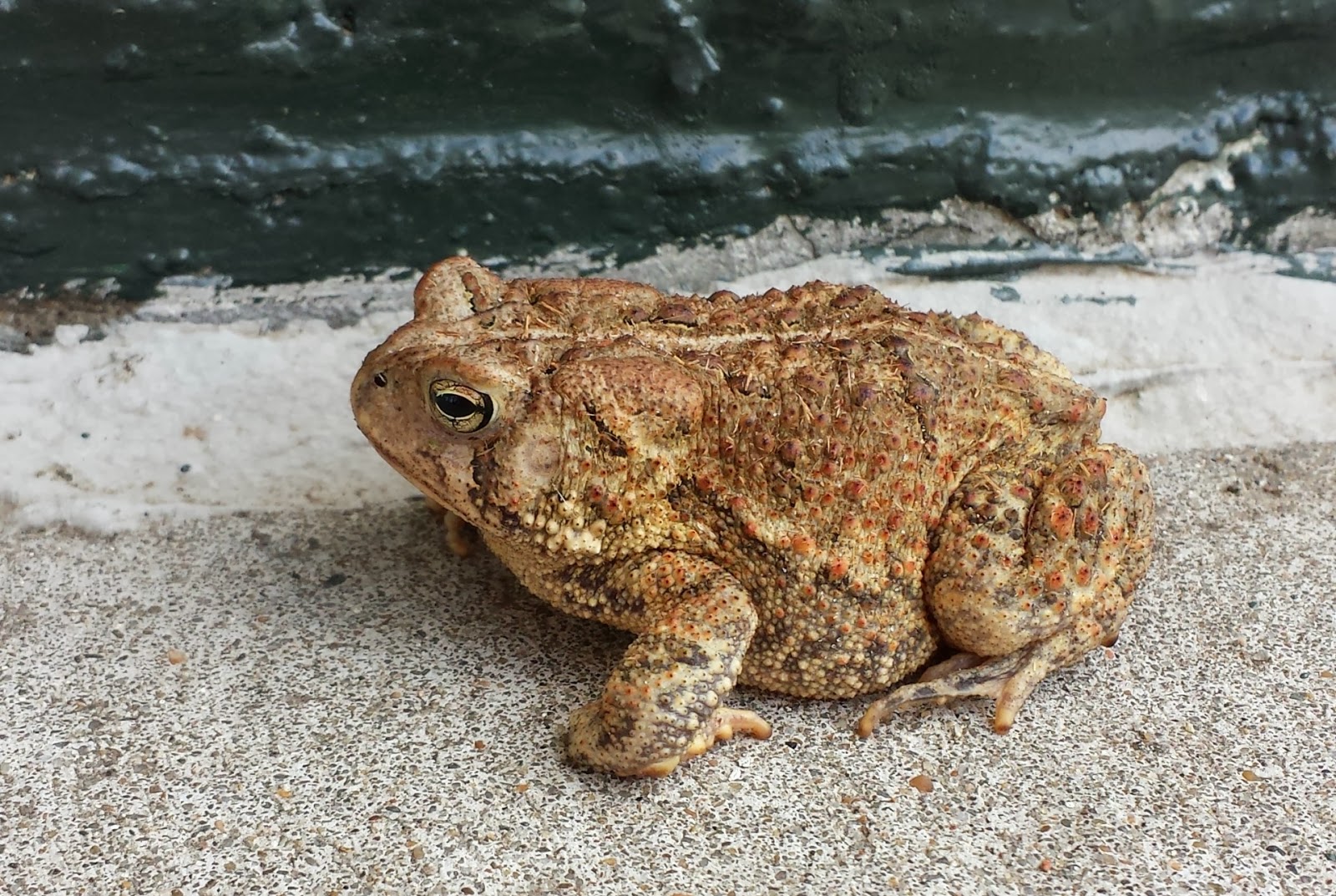 Divinebunbun's Rugged Rural Missouri: 2013