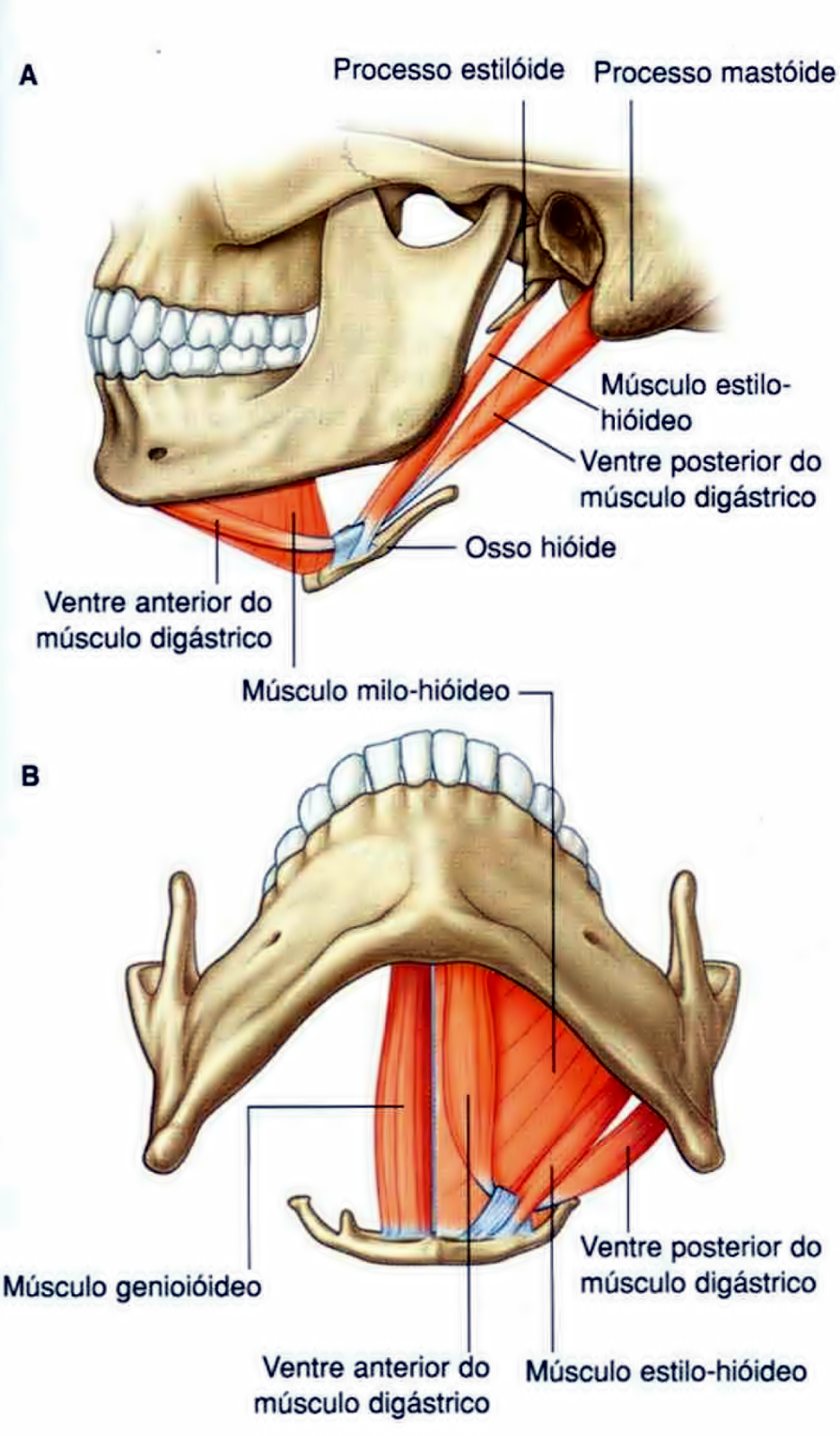 Anatomia in Situ: MÚSCULOS - PESCOÇO