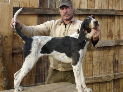 Extreme Dog Breeds: Gascon Saintongeois