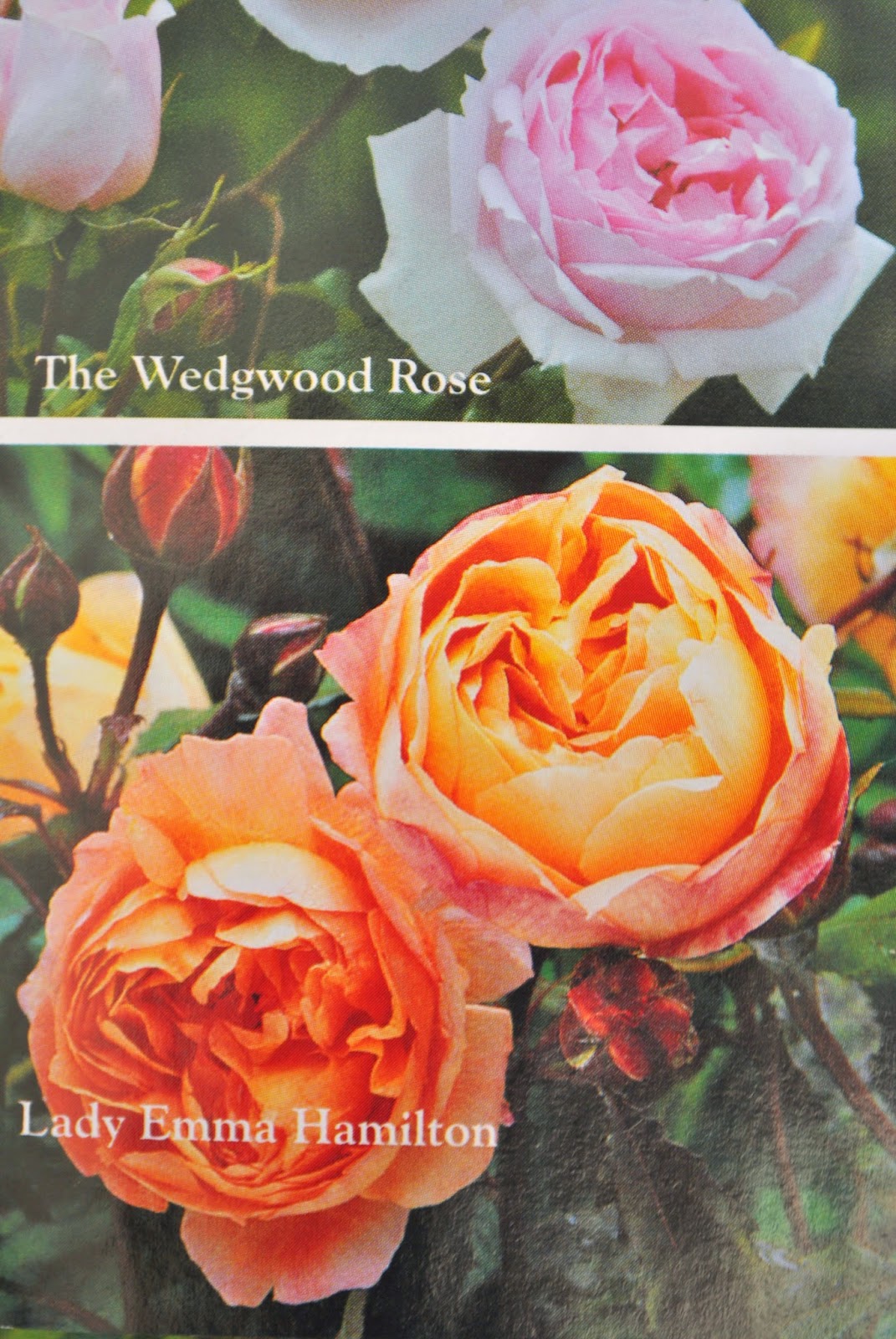 The Grower's Daughter: The David Austin Rose Catalogue