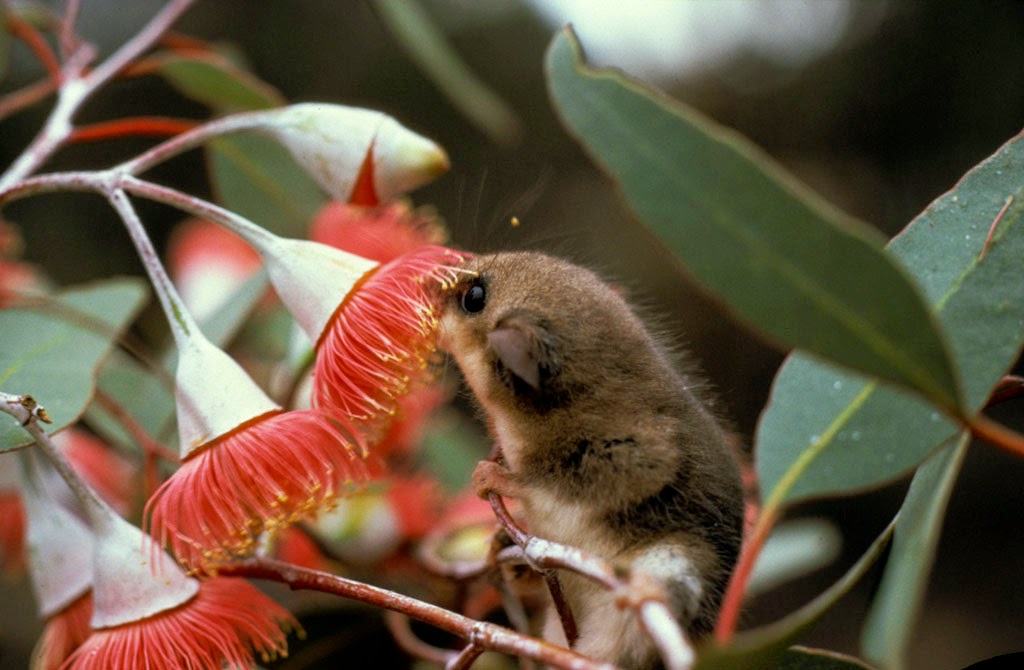 Animals of the world: Southwestern pygmy possum