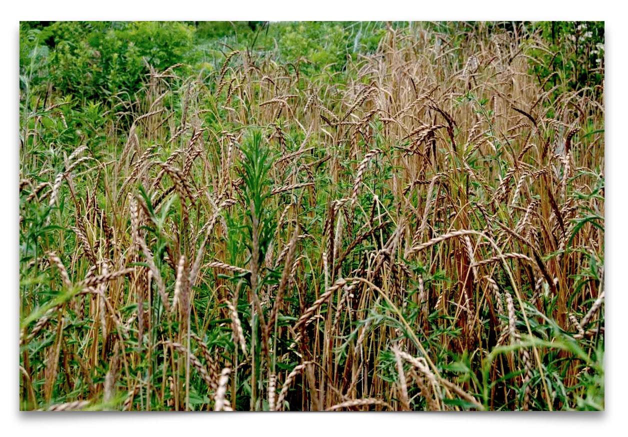 De todos los días: El trigo y la cizaña