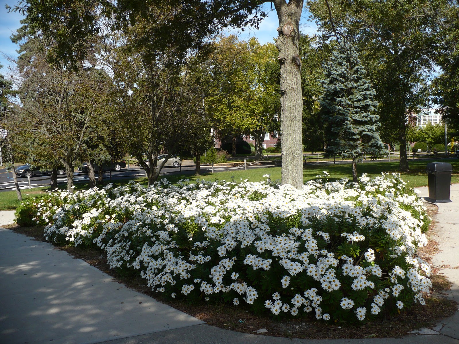 Montauk Daisy perennial, around base of Lilac tree | Montauk daisy ...