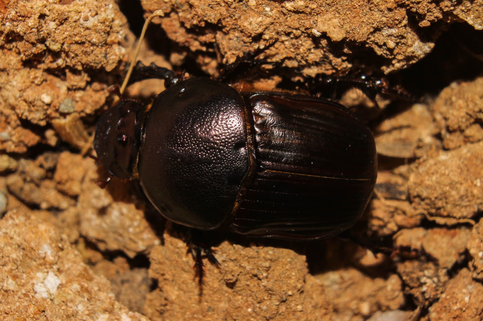 Biodiversity of Cyprus by NGO Protection of the Natural Heritage and ...