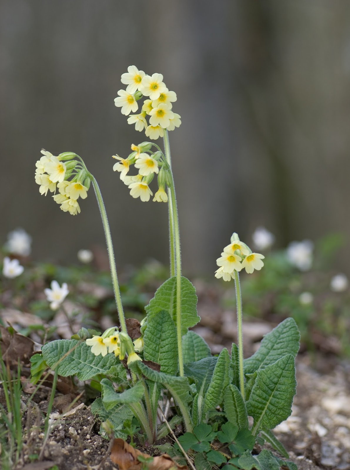 Plant World: Primula elatior