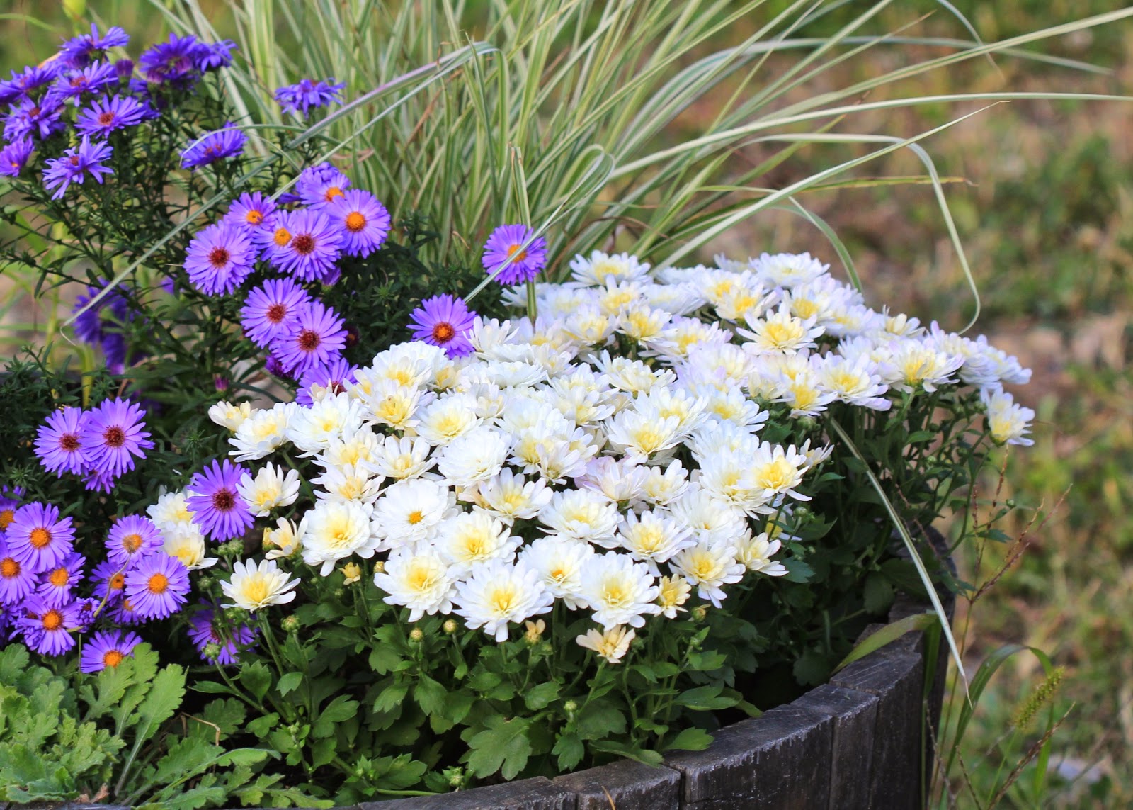 Red House Garden: The Curious Case of the Color Changing Chrysanthemums