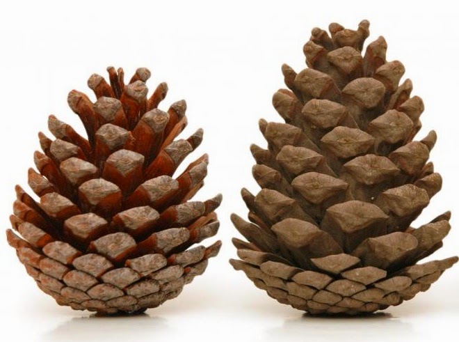 homunculus: Upside down and inside out