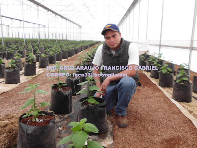 Producción de chile manzano, chile cera, chile peron o manzano pepper ...