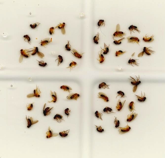 Blog des SVTU: TP : Méiose et recombinaisons génétiques, mise en évidence chez la drosophile.