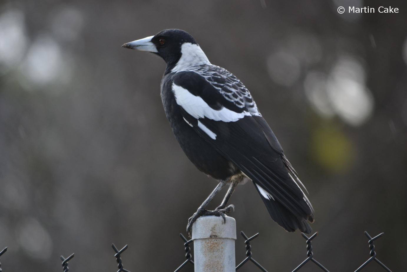 Leeuwin Current Birding: WA Endemic Subspecies - An Annotated List ...