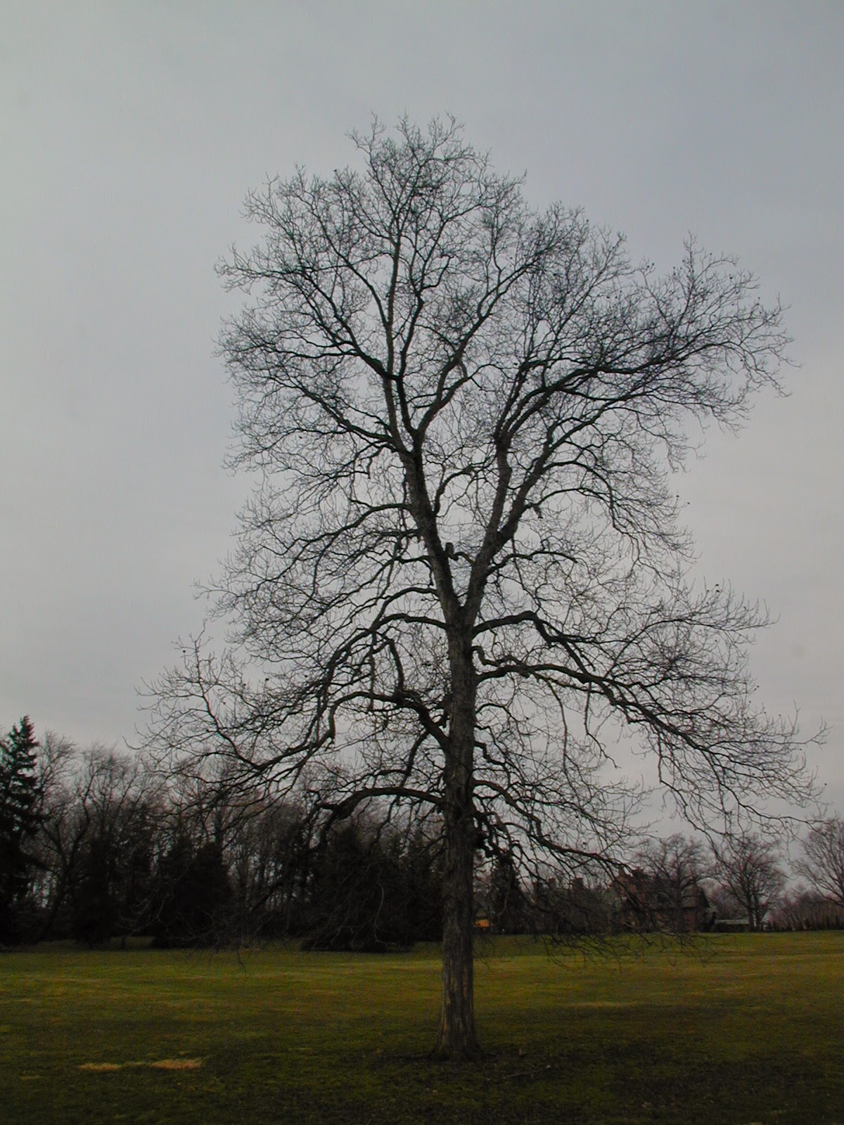 Trees of Santa Cruz County: Carya ovata - Shagbark Hickory