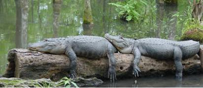 Environment For Our Future: Alligator facts