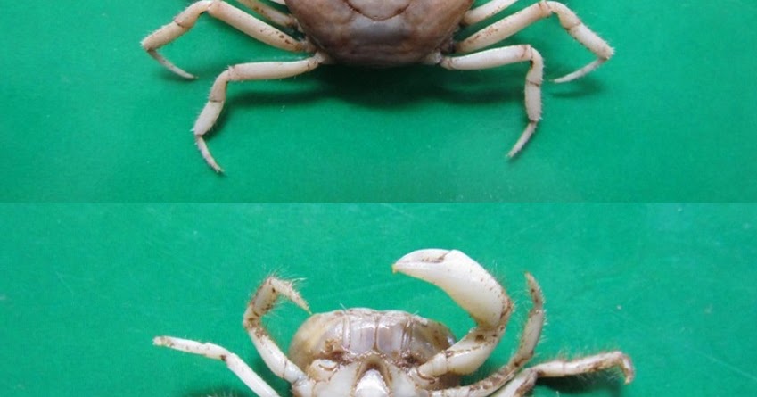 Species New to Science: [Crustacea • 2017] Teretamon spelaeum • A New ...