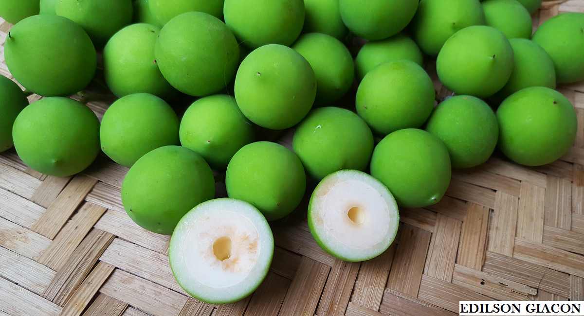 Viveiro Ciprest - Plantas Nativas e Exóticas: Guanandi ou Jacareúba ...