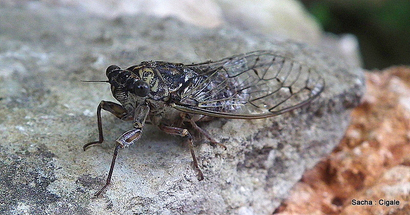 Un jour....Une photo !: Cigale