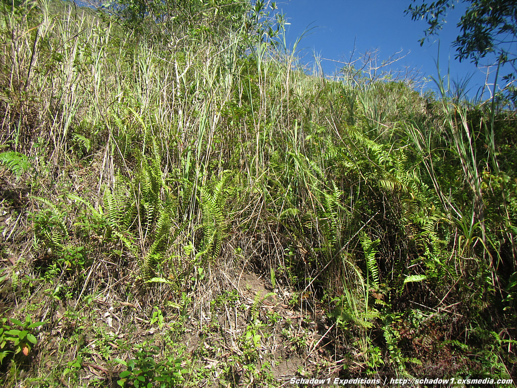 Mt. Vulcan Trail 580 MASL : Schadow1 Expeditions | A travel and mapping ...