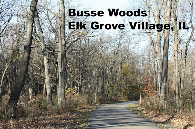A Little Time and a Keyboard: A Fall Stroll Through Busse Woods